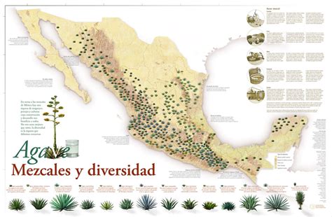 Types Of Agaves Montella Spirits And Wine