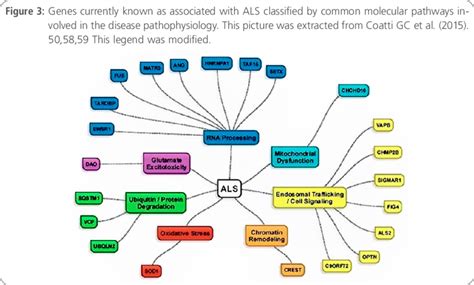 Genes Currently Known As Associated With Als Classified By Common