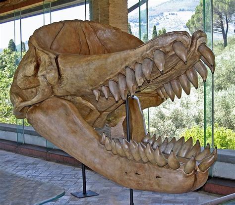 Real Megalodon Skeleton