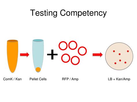 PPT A Synthetic Biology Approach To Engineered Competency In E Coli PowerPoint Presentation