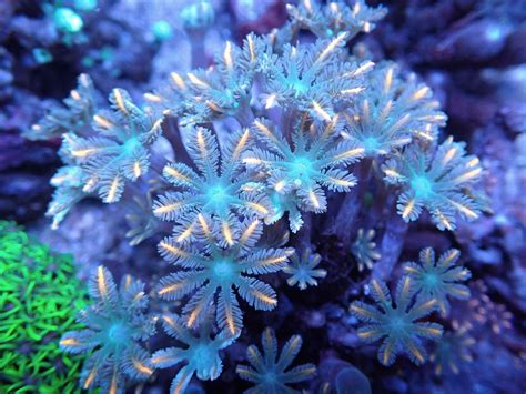 Coral Polyps
