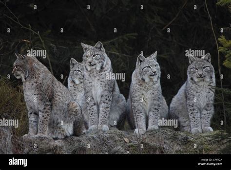 Lynx Family Lynx Lynx Stock Photo Royalty Free Image 48553970 Alamy