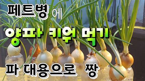 페트병에 양파 키워 요리까지 베란다 텃밭 새싹채소 새싹요리 YouTube