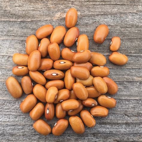 Bean Bush Swedish Brown Dry Shell Vermont Bean