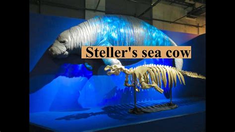 Extinction Of Stellers Sea Cow The Mystery Interesting Stellers