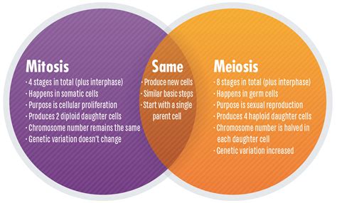 Compare And Contrast Mitosis And Meiosis Using Venn Diagram