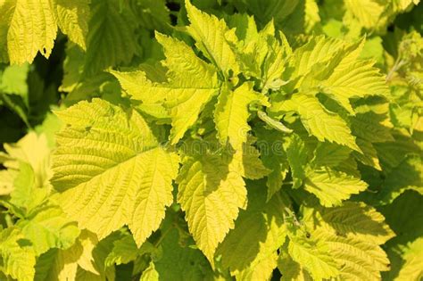 Delphinium Leaves Is A Genus Of About 300 Species Of Perennial