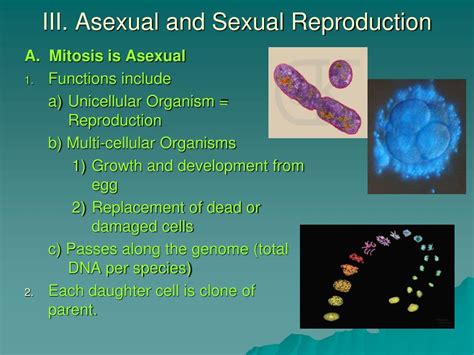 PPT DNA Terminology The Cell Cycle Mitosis And Meiosis PowerPoint Presentation ID 4553687