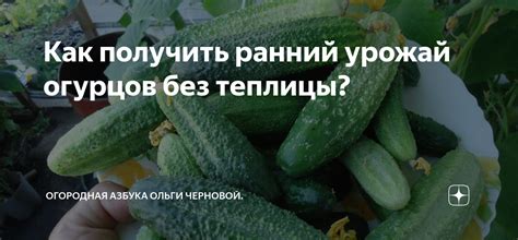 Как получить ранний урожай огурцов без теплицы? | Огородная азбука ...
