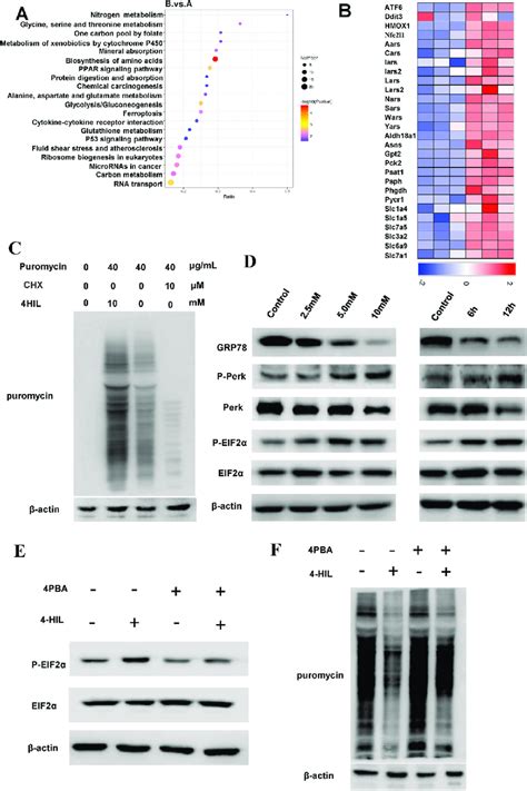 Proteomics Enrichment Analysis Of 4t1 Cells Treated With 4 Hil Or Pbs Download Scientific