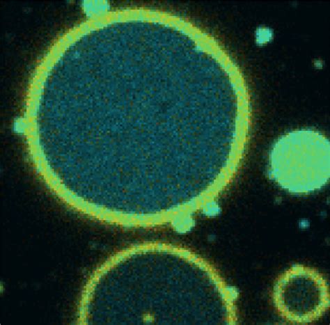 Quantifying Membrane Dynamics To Gain Insights Into Cell Function Rfi