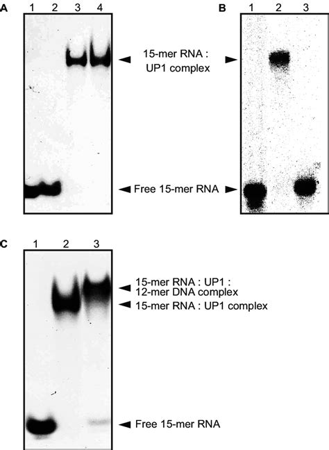 The Formation Of The Binary And Ternary Complexes As Revealed By Gel Download Scientific