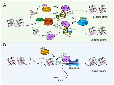 Diagram Of Rcna And Rina A Replication Coupled Nucleosome Assembly Download Scientific