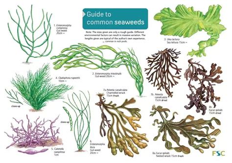 Types Of Seaweed Chart