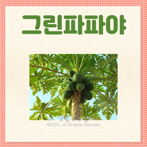 그린 파파야 효능 및 파파야시럽 부작용 파파야 먹는법 네이버 블로그