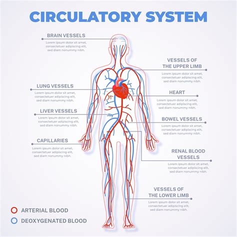 Human Circulatory System Diagram Labeled Basic