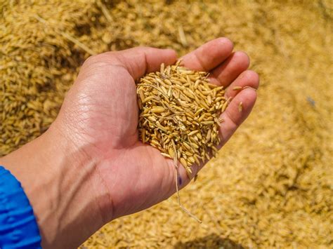 무료 이미지 씨 농장주 손 자연 쌀 아시아 사람 들 타이 태국 아일랜드 사람 노랑 보유 수확고 녹색 여자 농업의 마른 갈색 노골적인