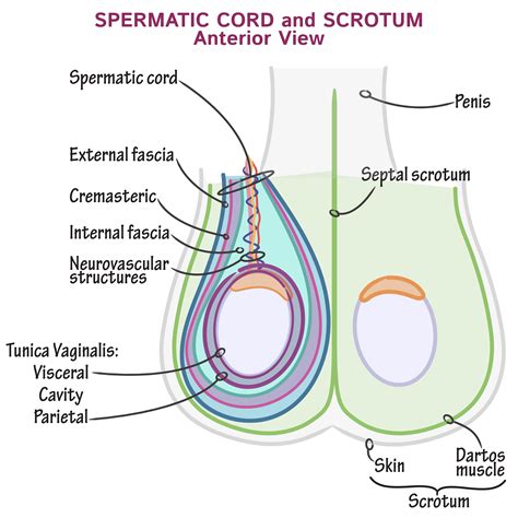 Scrotal Sac Anatomy Pure Yolk Sac Testicular Cancer Image