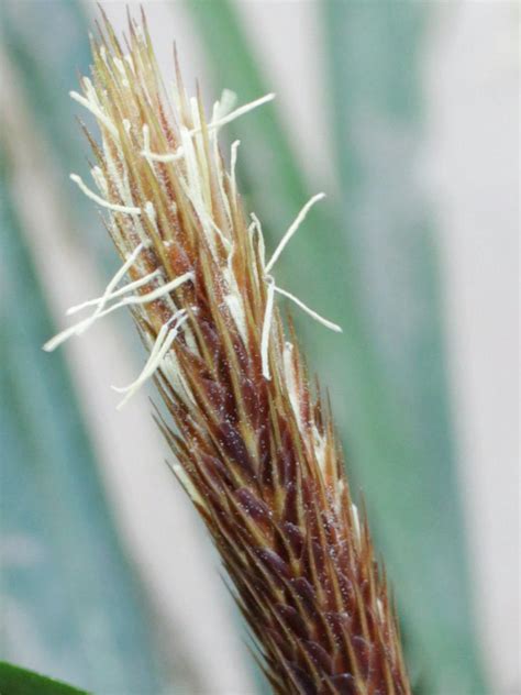 オオシマカンスゲ 大島寒菅 花の名前を調べる
