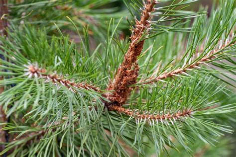 Aphids On The Trunk And Branches Of The Siberian Pine Diseases Stock