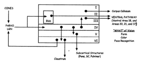 visual pathways flashcards quizlet
