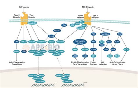 Tgf β Smad Signaling Signaling Pathways