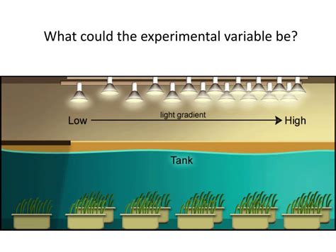 Ppt Introduction To Biology Powerpoint Presentation Free Download