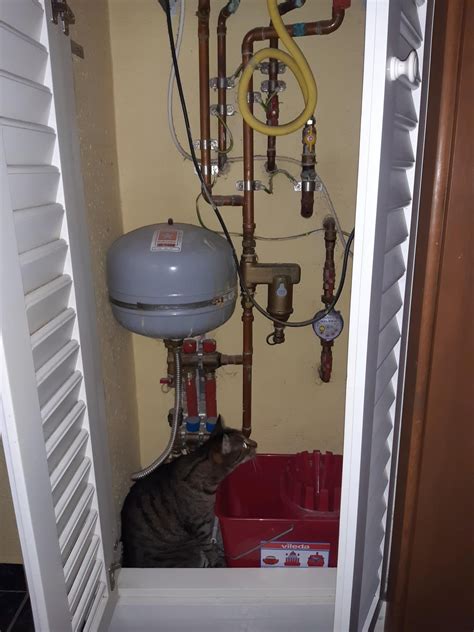 Cirmi The Water Meter Reader R Catswithjobs