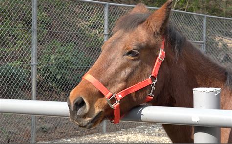 対州馬保存会 Tsushima Taishu Horse Preservation Society