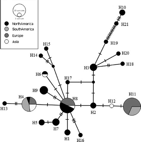 Median Joining Haplotype Network Based On A Fragment Of Mtdna Download Scientific Diagram