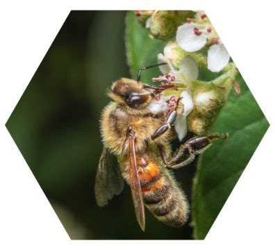 Steps Of How Honey Bees Make Honey From Nectar Bee S Blog