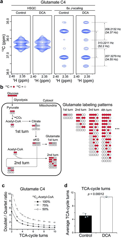 Estimation Of Tca Cycle Flux And Effects Of Dca A Comparison Of