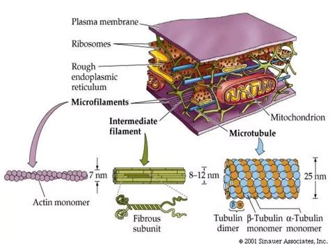 Cytoskeleton Pptx