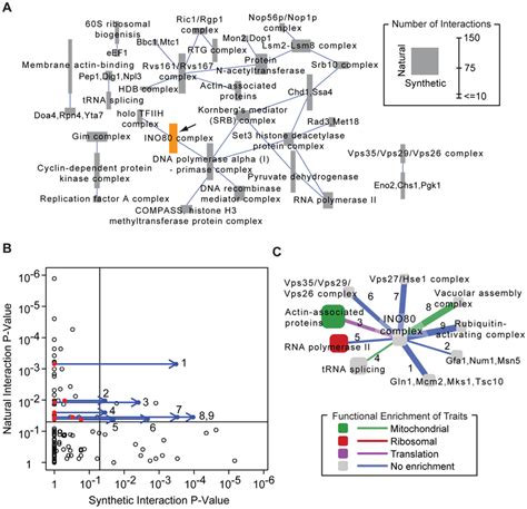 Guiding Synthetic Genetic Screens Using Natural Genetic Networks A