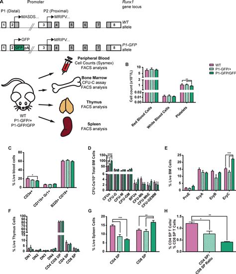 Impact Of The Absence Of P1 Directed Runx1 Expression On Adult