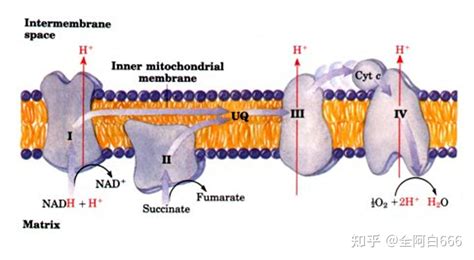 呼吸链 知乎