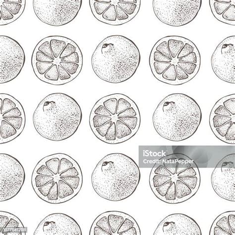 잉크와 벡터 원활한 패턴 손으로 그려진된 감귤 류 과일 조각 하 고 나뭇잎 스케치 만다린 오렌지 귤 흰색 배경에 고립 된 석 회 채식 음식 그림을 자세한 0명에 대한 스톡