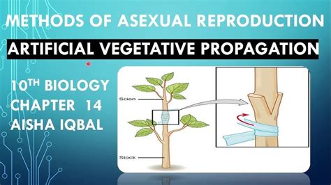 Advantages And Disadvantages Of Asexual Reproduction In 60 Off
