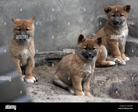 Cute Dingo Puppies