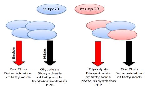 Opposite Functions On Cancer Metabolism Of Wt Wild Type P53 And Mut Download Scientific