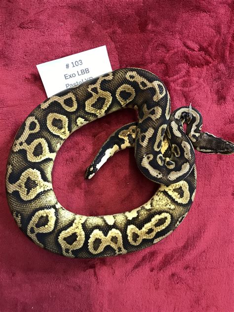 Exo Lbb Ball Python Traits Morphpedia