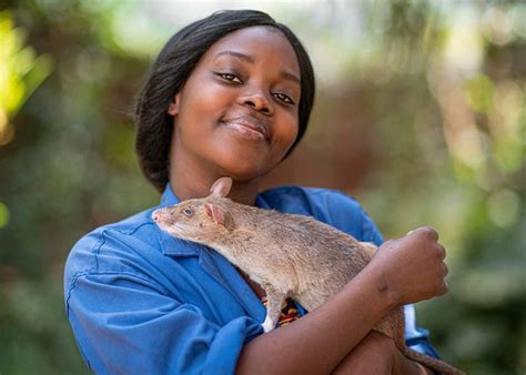 ФОТО Эрэн хайх аврах ажиллагаанд дайчлагддаг баатарлаг хархнууд