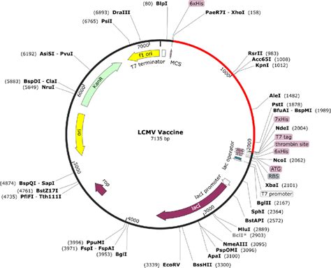 computational restriction cloning of the lcmv vaccine the final
