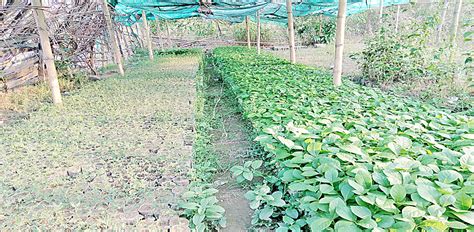 ရှမ်းရွာသစ်မြို့၌ သဘာဝပတ်ဝန်းကျင်စိမ်းလန်းစိုပြည်စေရေး ပျိုးပင်များပျိုးထောင်ထားရှိ Myawady