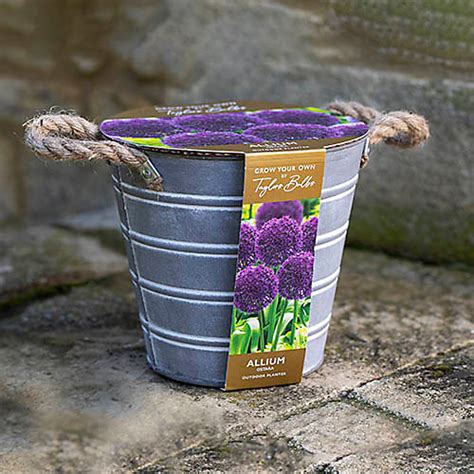 Outdoor Metal Bucket Allium Planter Plus Bulbs And Compost Diy At Bandq