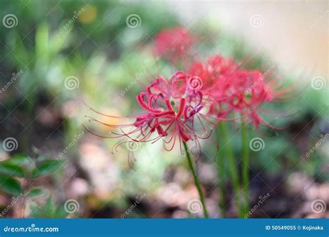 Lycoris Radiata Stock Image Image Of Pink Flower Green 50549055