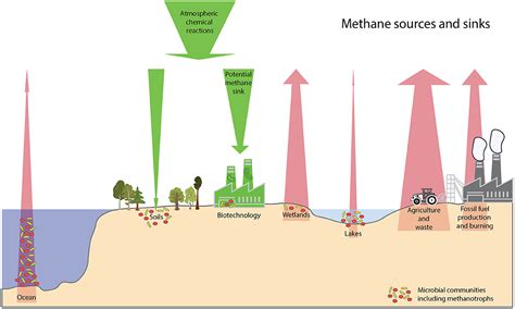 Frontiers Editorial Methanotrophs Diversity Environmental Relevance And Applications