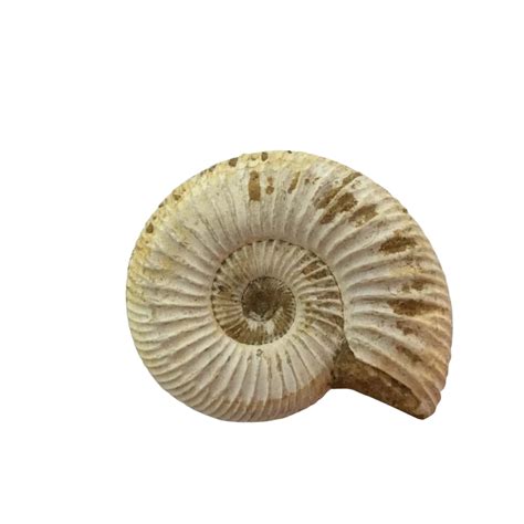 Ammonite Fossil Extinct Marine Cephalopod S
