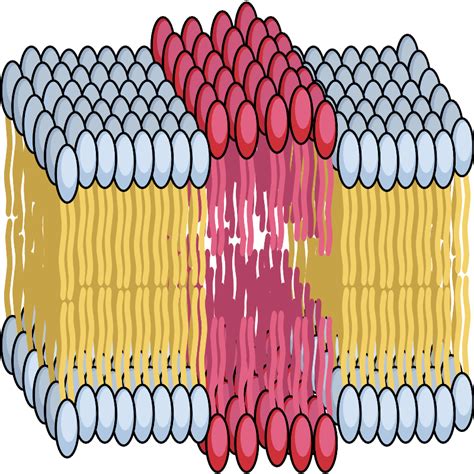 Lipid Raft Membrane Figure Science Figures