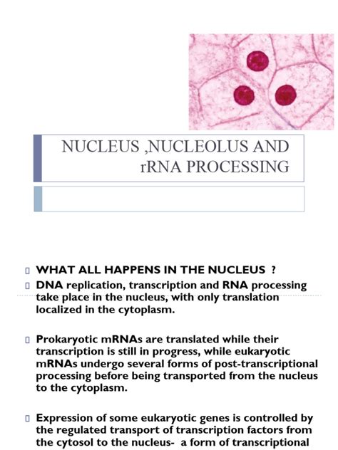 Nucleolus Pdf Cell Nucleus Ribosomal Rna